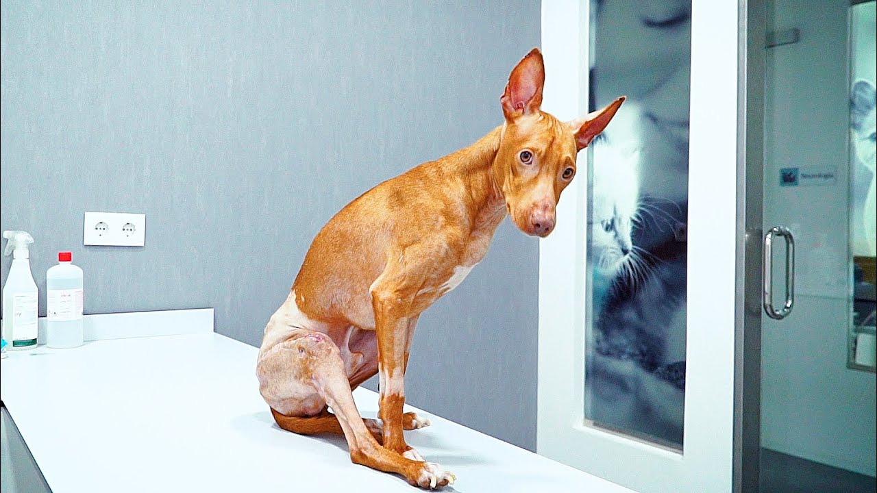 They broke his leg – and left him behind