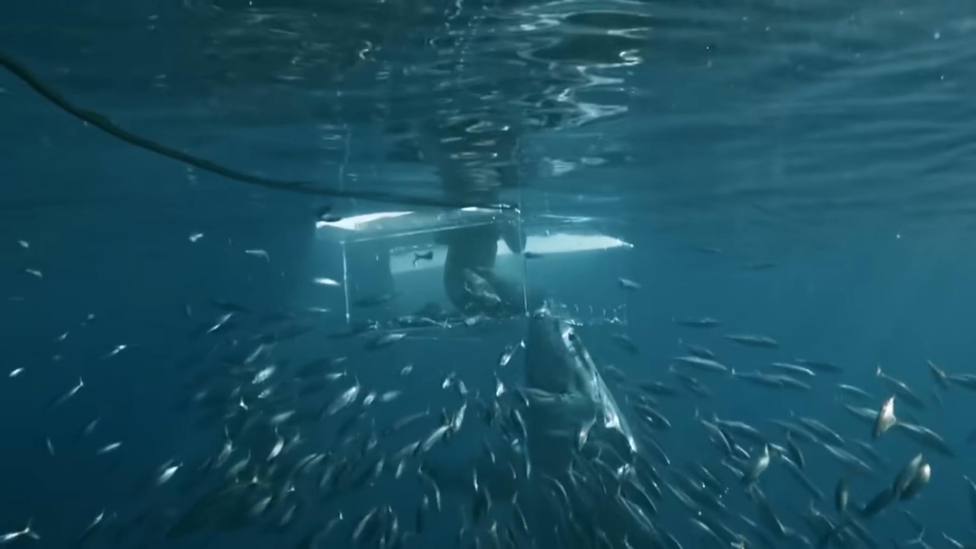 What happens when a shark bites "by accident"