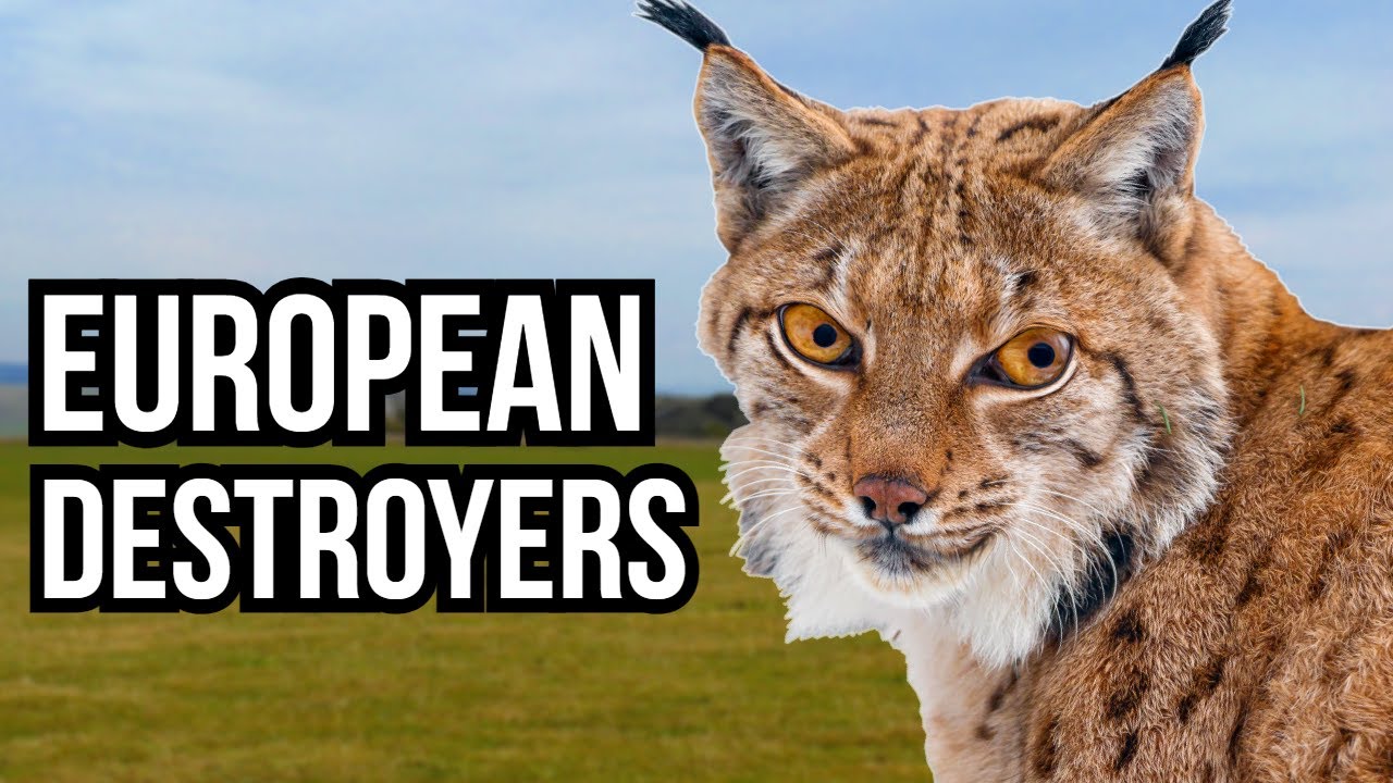 How three European animals outcompete predators and prey alike