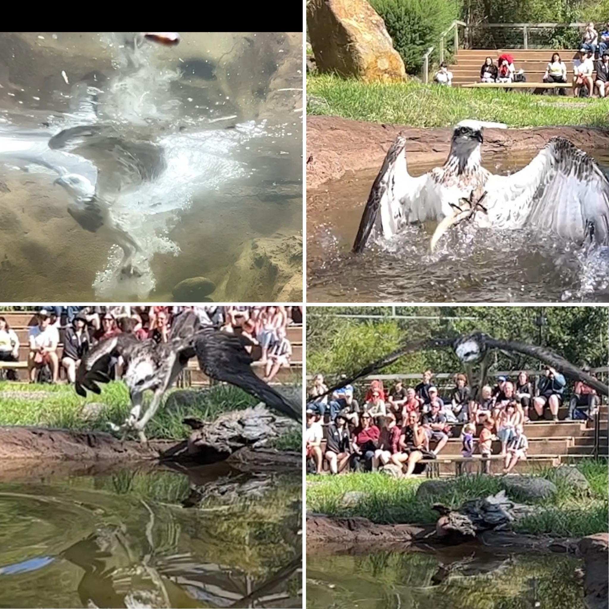Awe-inspiring video shows Alvey the osprey dive under water to catch ...