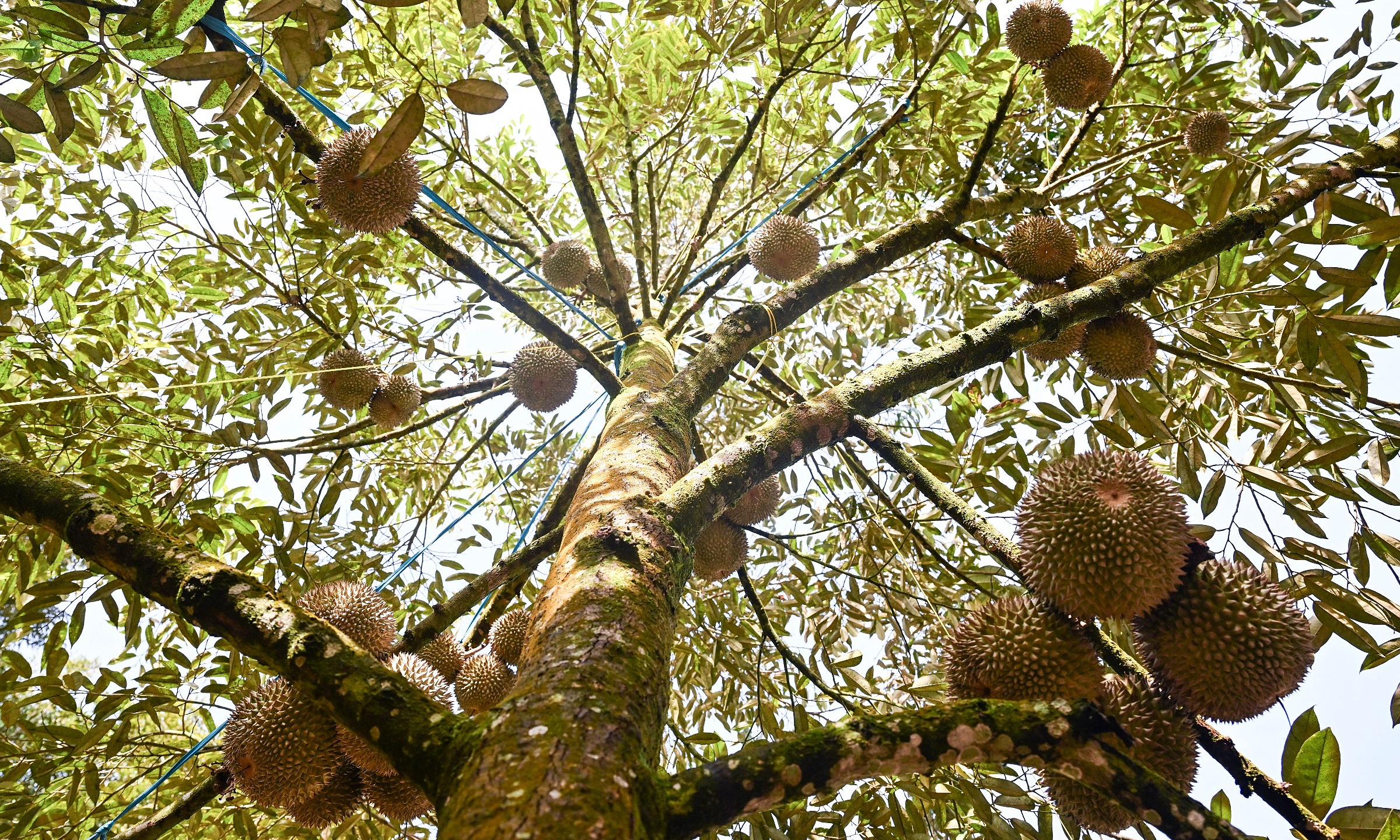 How China’s appetite for Musang King durian transformed a former ...