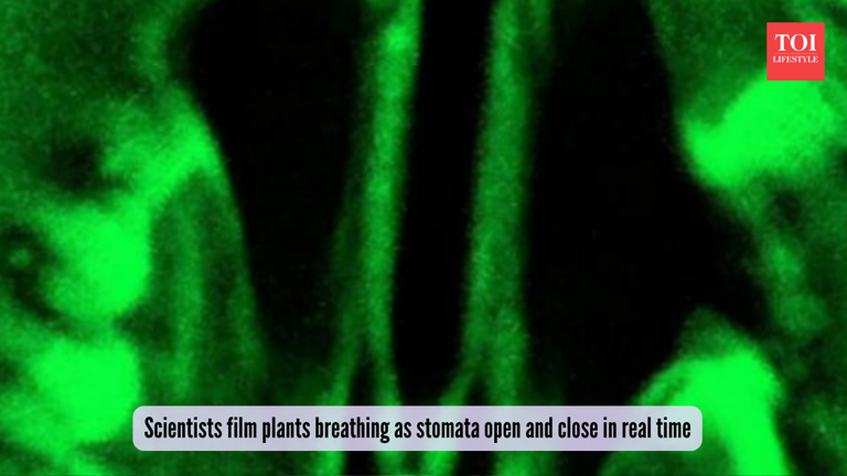Scientists film plants breathing as stomata open and close in real time