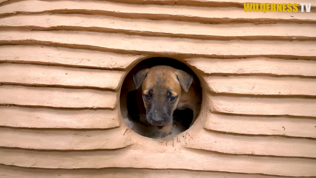 The puppies were hungry and cold, until we started building