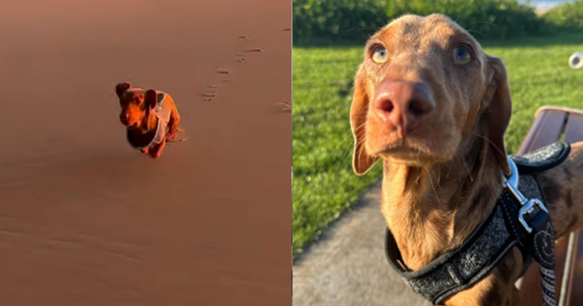 Video: Dog activates 'sports mode' at the beach