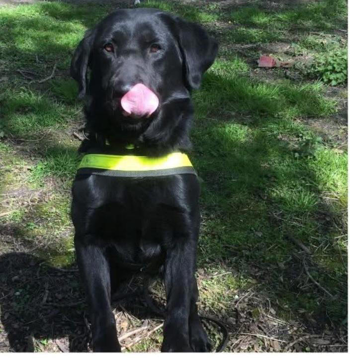 Retired Lancs police dog Daisy who won the hearts of everyone sadly ...