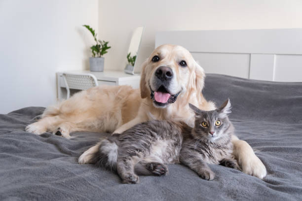 Stray cat shadowed a golden retriever trust finally won