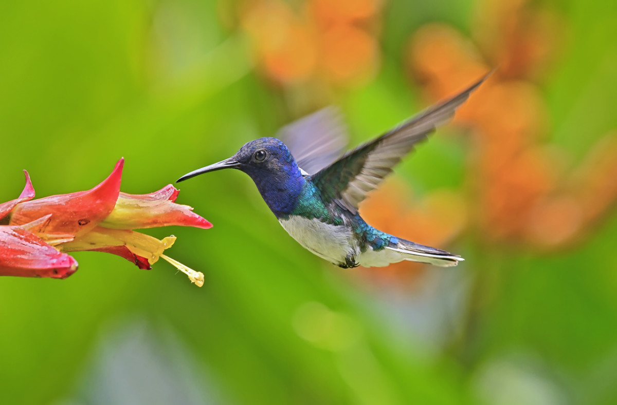 How to attract a hummingbird and earn its trust