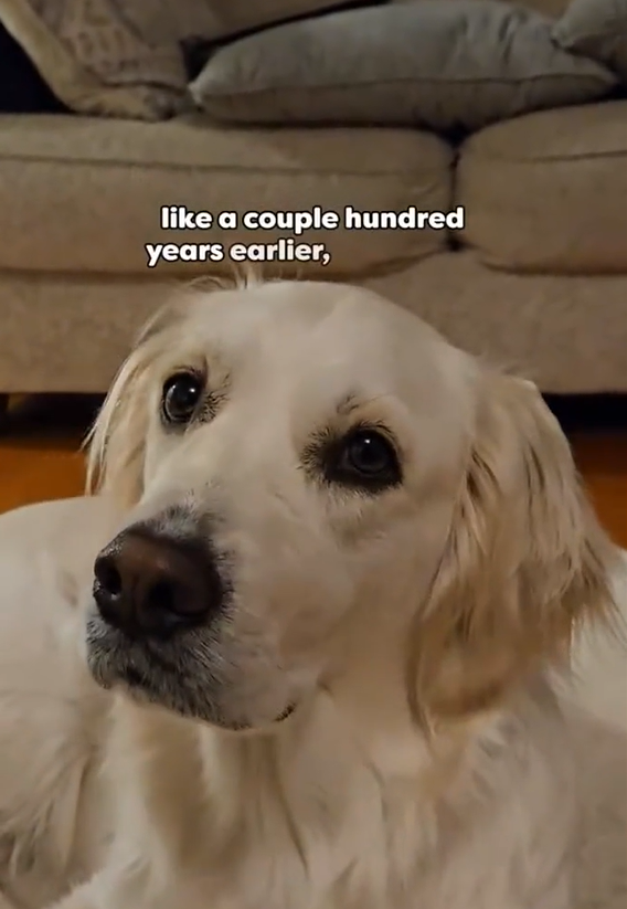 This golden retriever understands every word