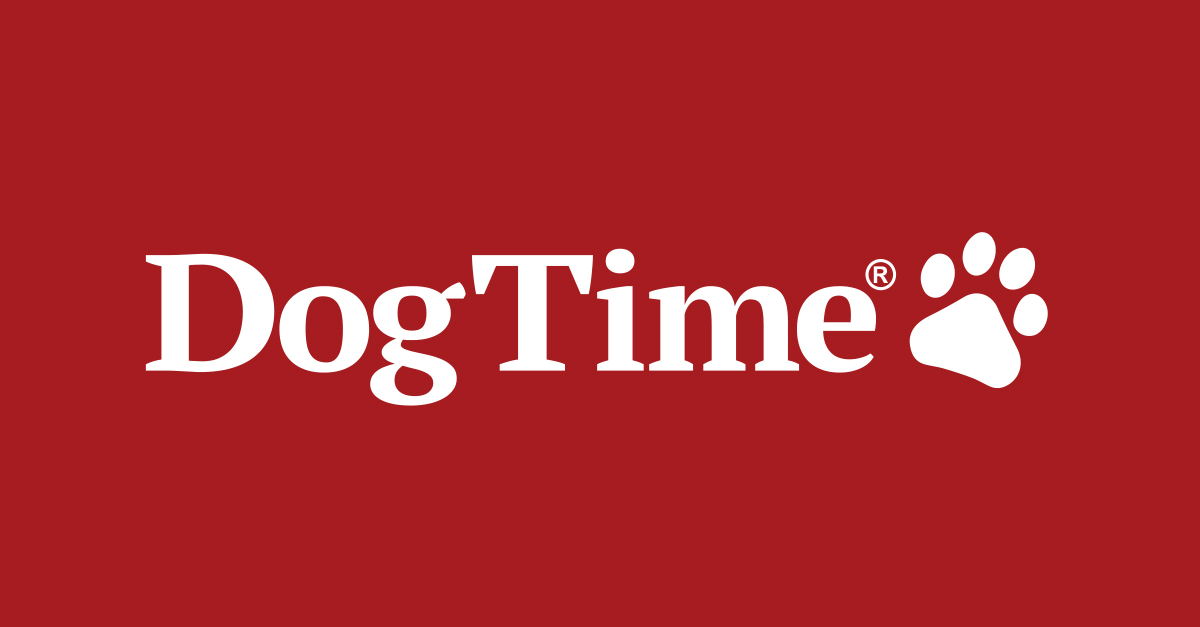 Dog patiently waits for beach time in adorable video