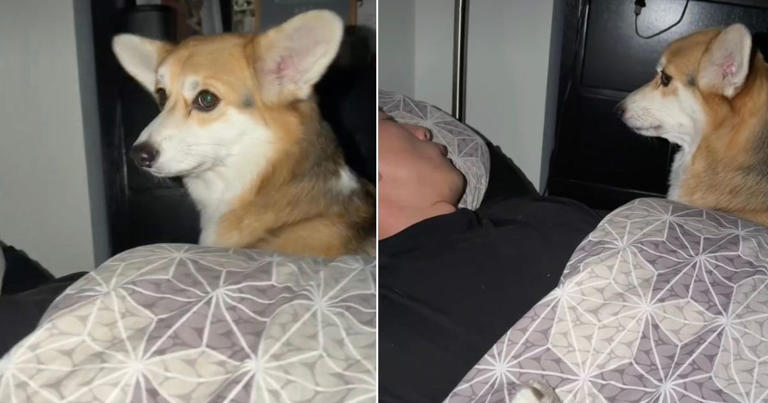 Video: Dog is 'mad' at her dad for going to sleep without giving her ...