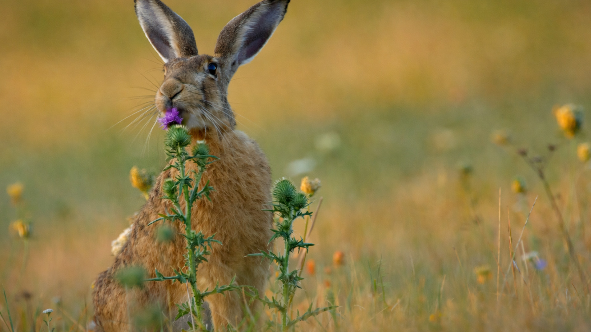 Ich habe diesen Hasen beim Fressen entdeckt