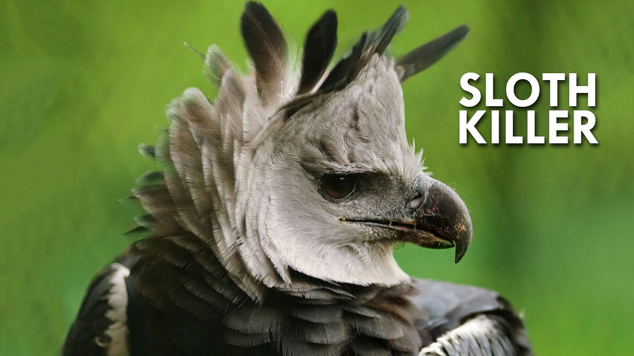 What makes eagles the most feared predators above the landscape?