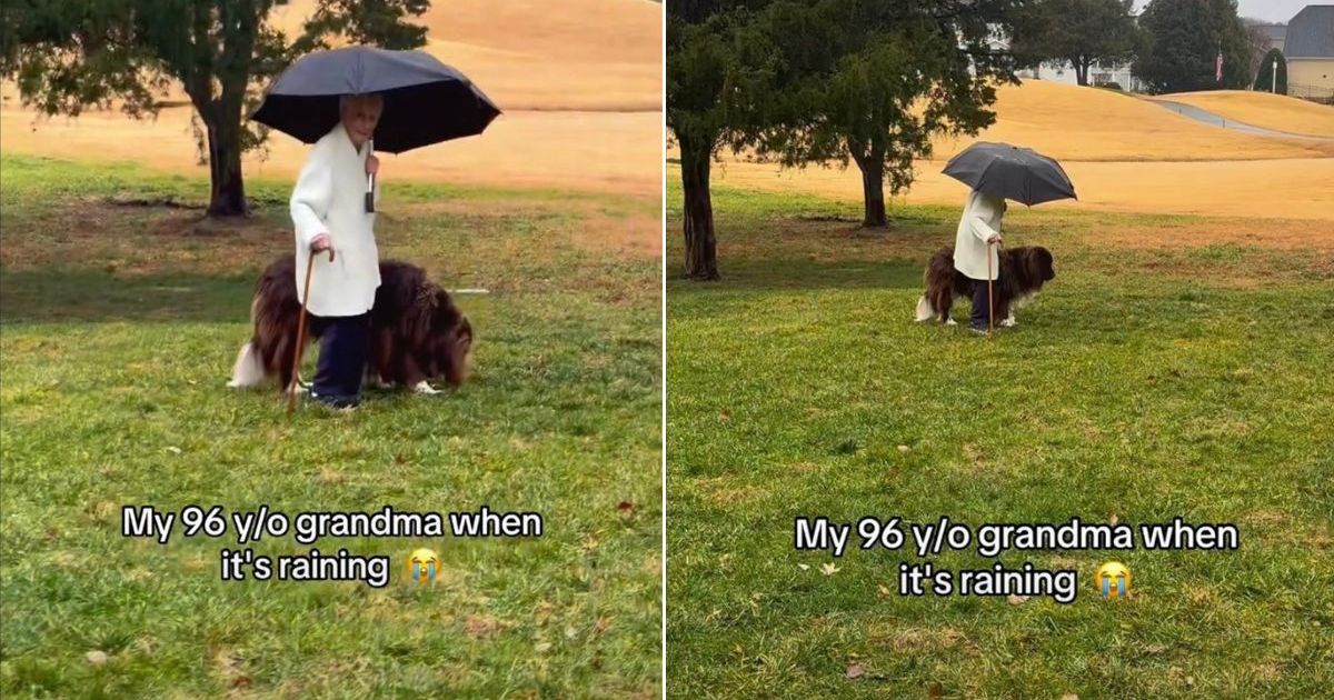 Video: Big dog gets special privileges during rain when grandma is around