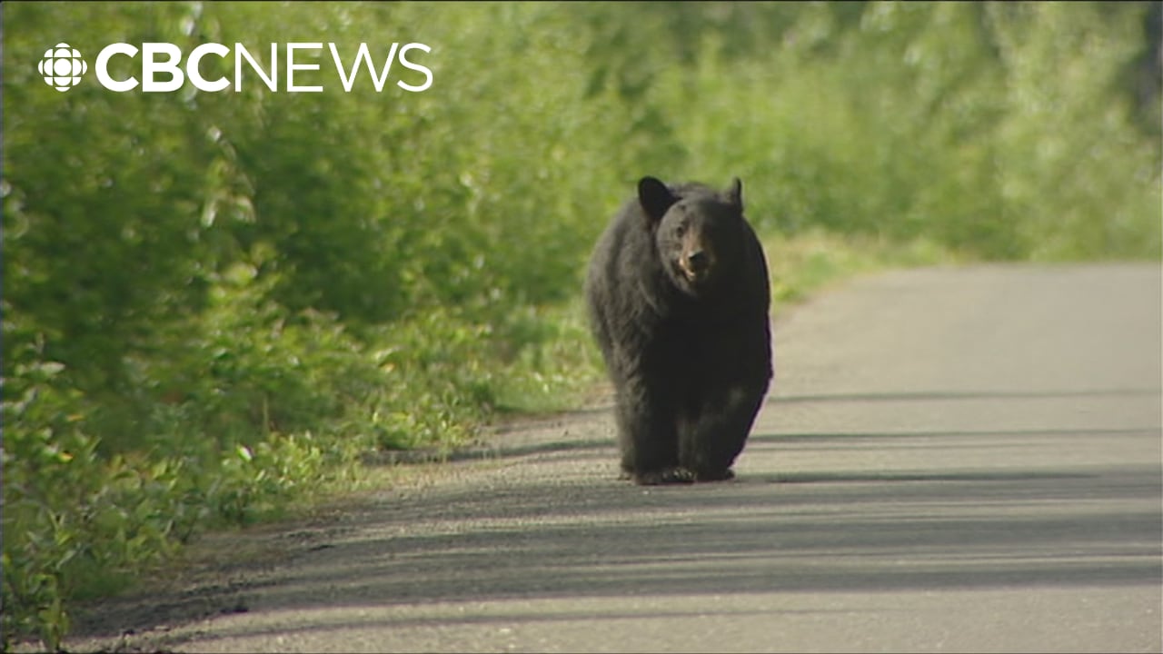 BC considers expanding black bear hunt in Lower Mainland amid crop ...