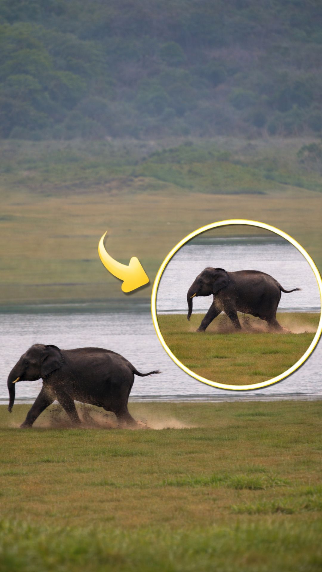 Elephant Fun Time Play Time | Cute Elephant Moments