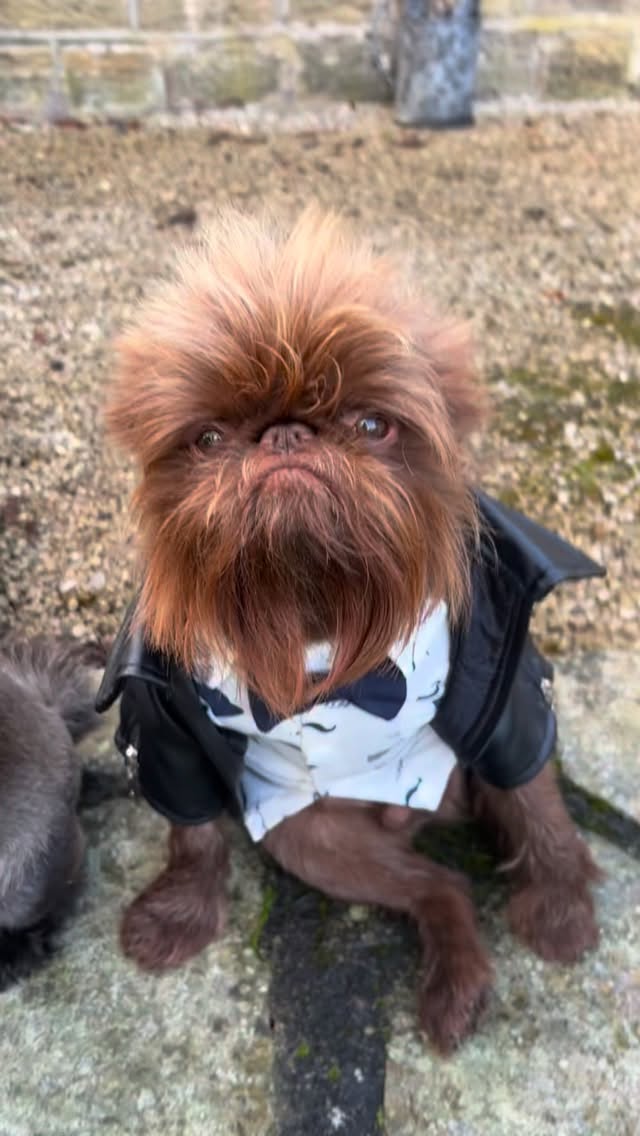 Why is this dog so confident? The funniest little diva ever