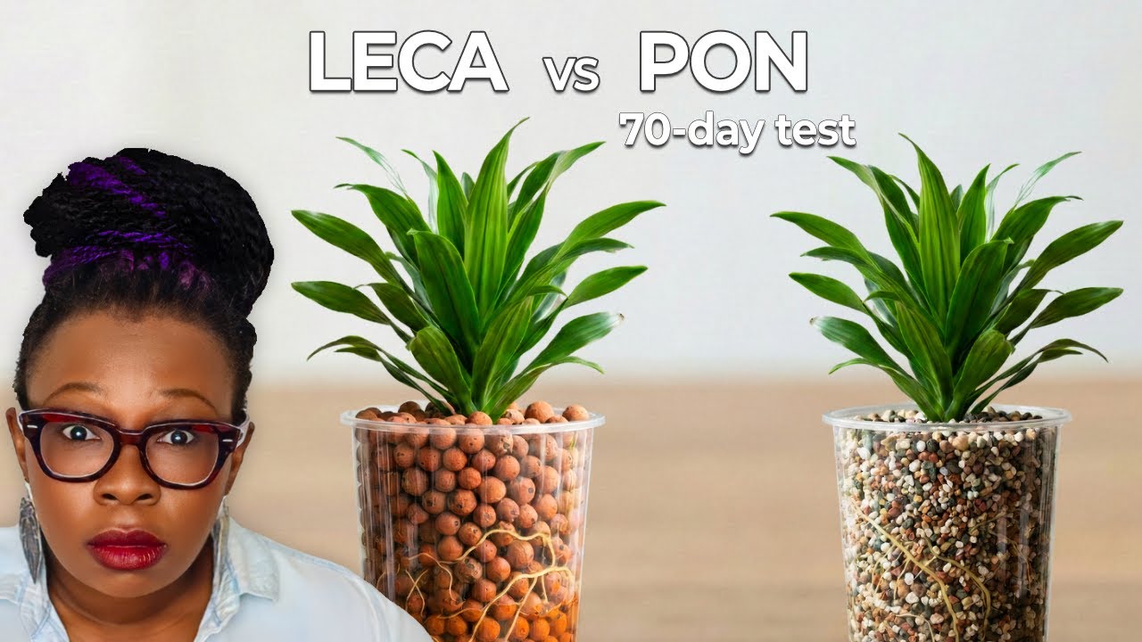 LECA vs PON for dracaena: Which semi-hydro setup wins?