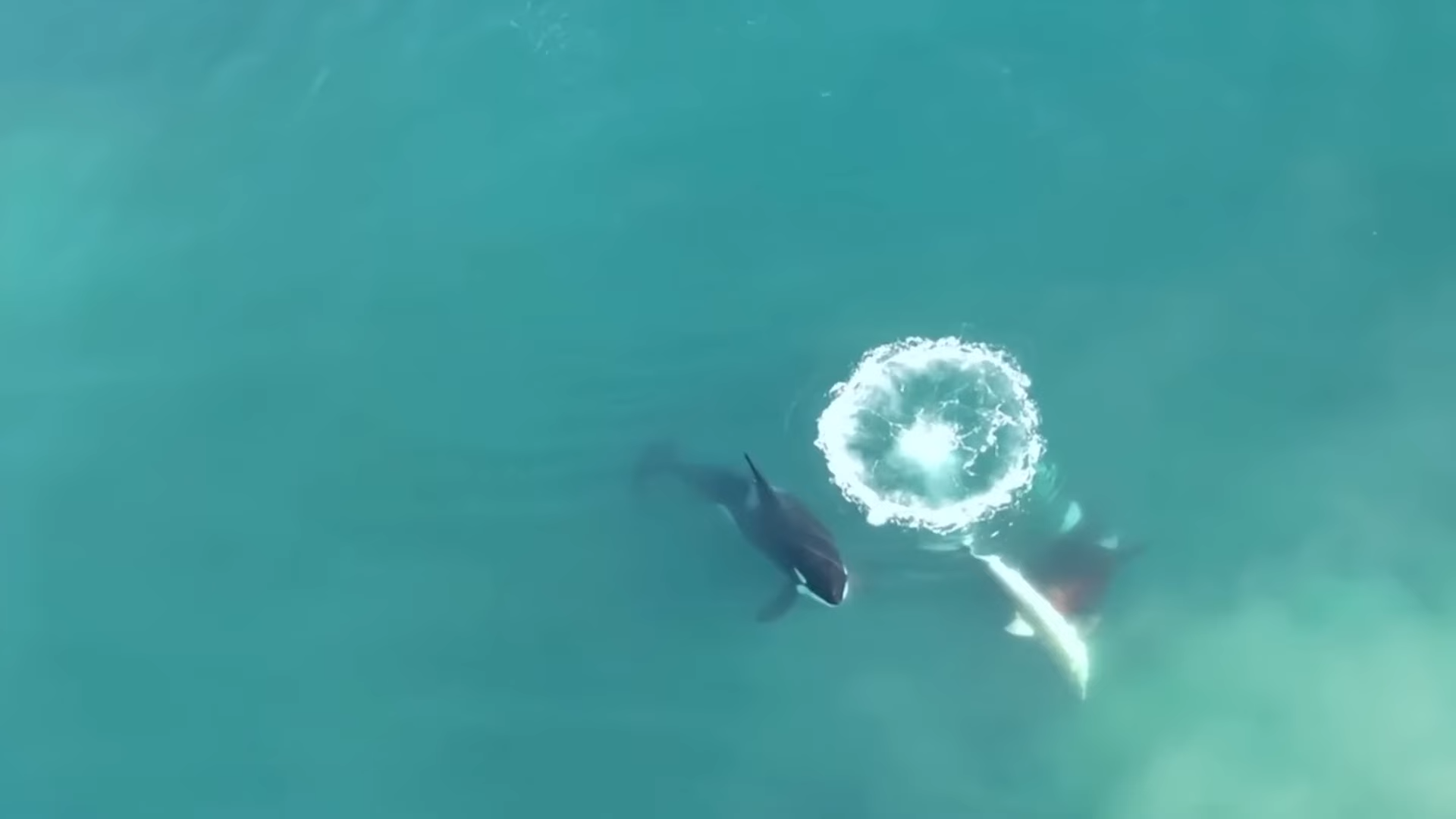 The apex predator wasn’t safe anymore – orcas vs great whites