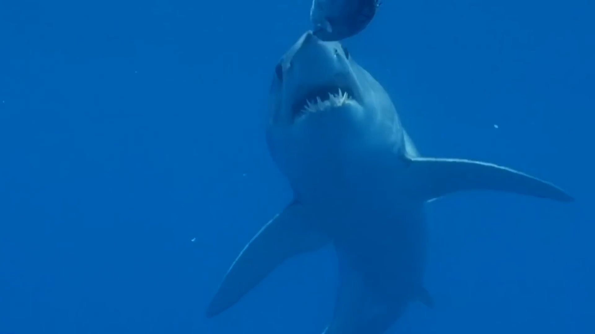 This noise was never supposed to exist – shark sound mystery