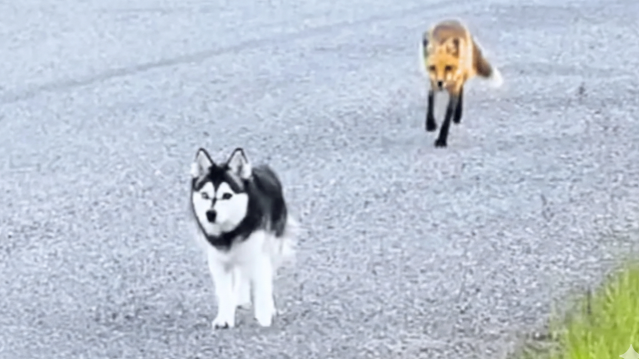 Husky lost his best friend - then met a fox who changed everything