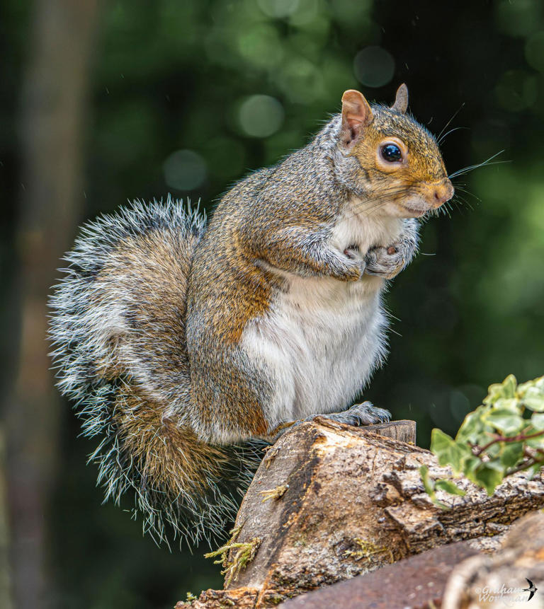 Nature notes with Graham Workman: Beauty and the Beast