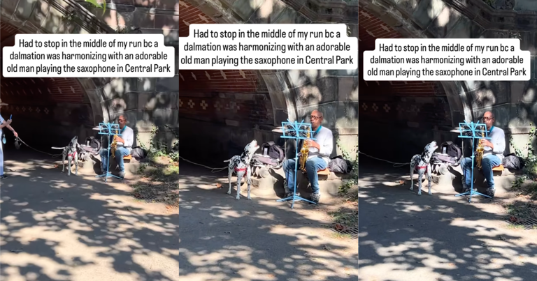 A dog sang with an old man playing a saxophone in Central Park, and a ...