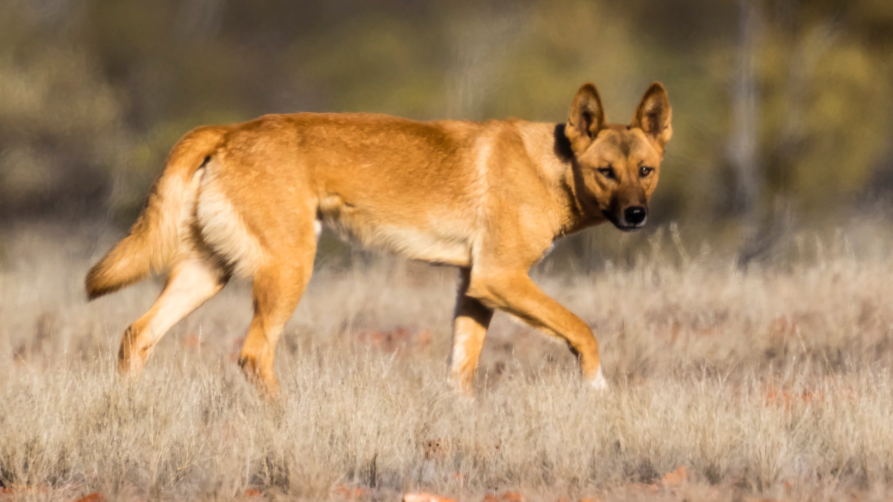 Autopsy provides clues after teen found dead surrounded by dingoes