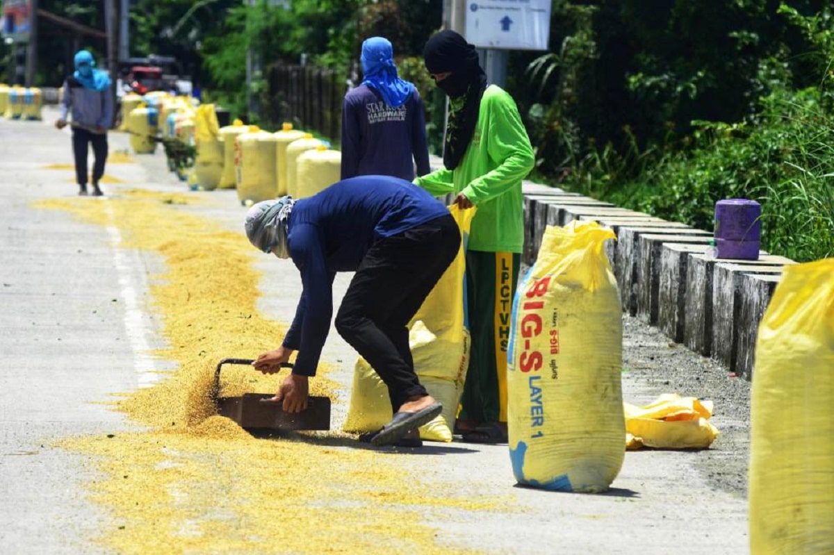 Government to set up 300 palay processing centers – Marcos