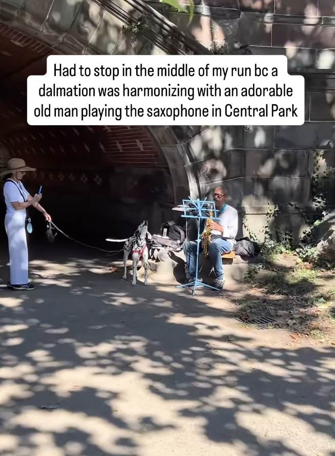A dog sang with an old man playing a saxophone in Central Park, and a ...