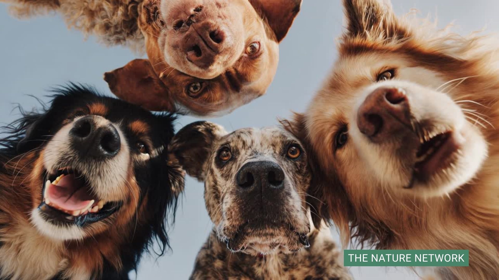 10 dog breeds that form obsessive bonds (and can’t be left alone)