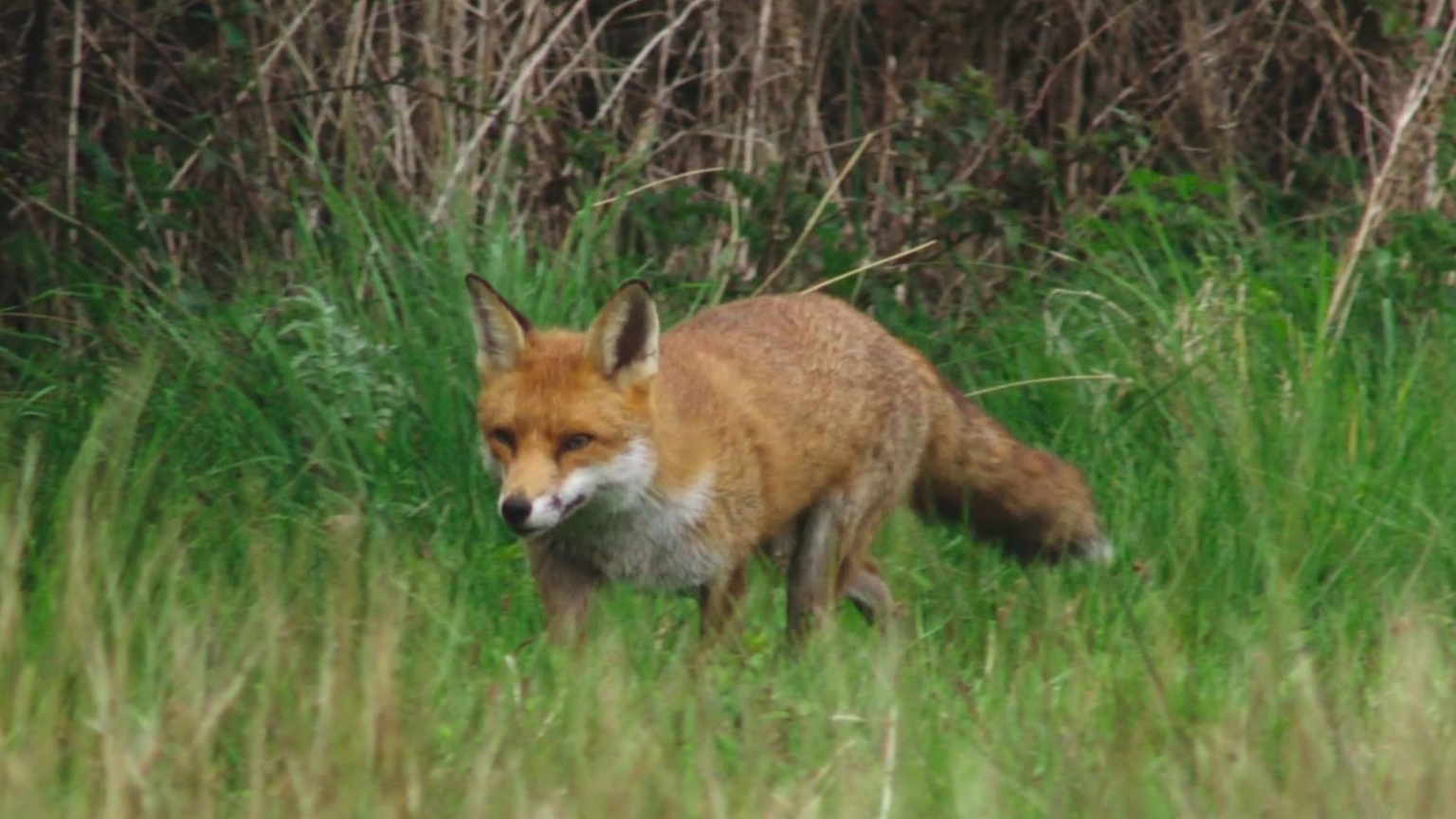 Father of brave cancer fighter attacked by fox north of Melbourne