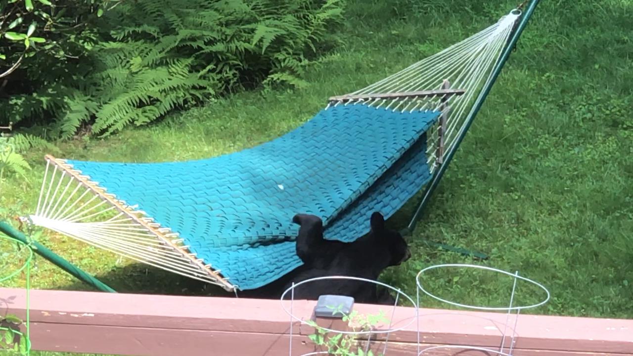 Bear falls out of hammock