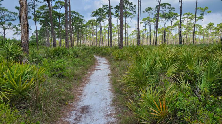 10 dog-friendly parks and campgrounds in Florida perfect for warm ...