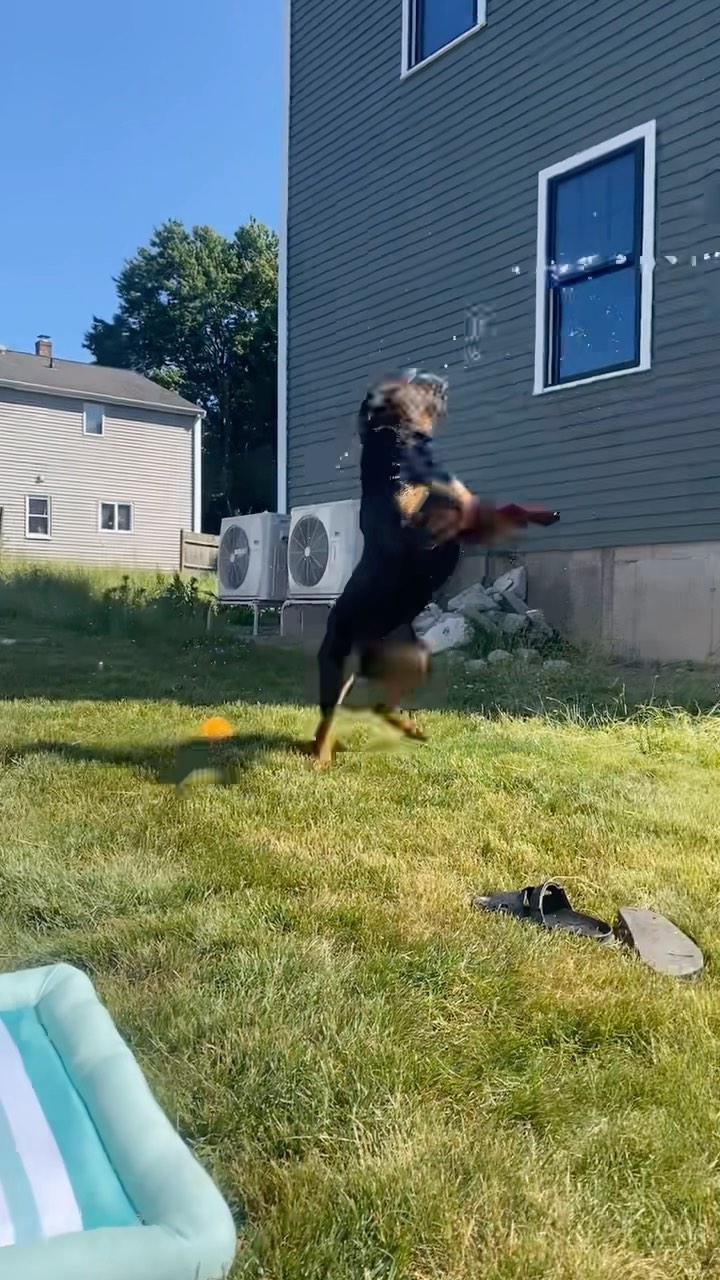 Staying cool and having fun rottweiler style