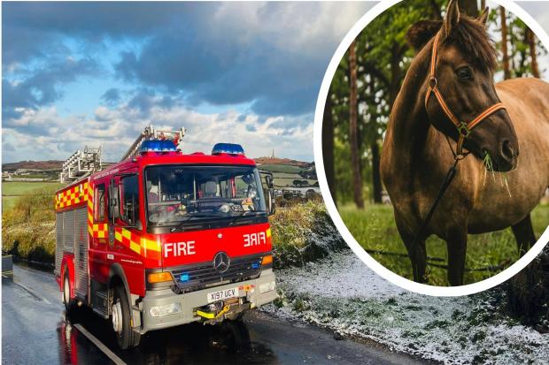 Dramatic rescue after horse falls 10 feet down Cornish mineshaft