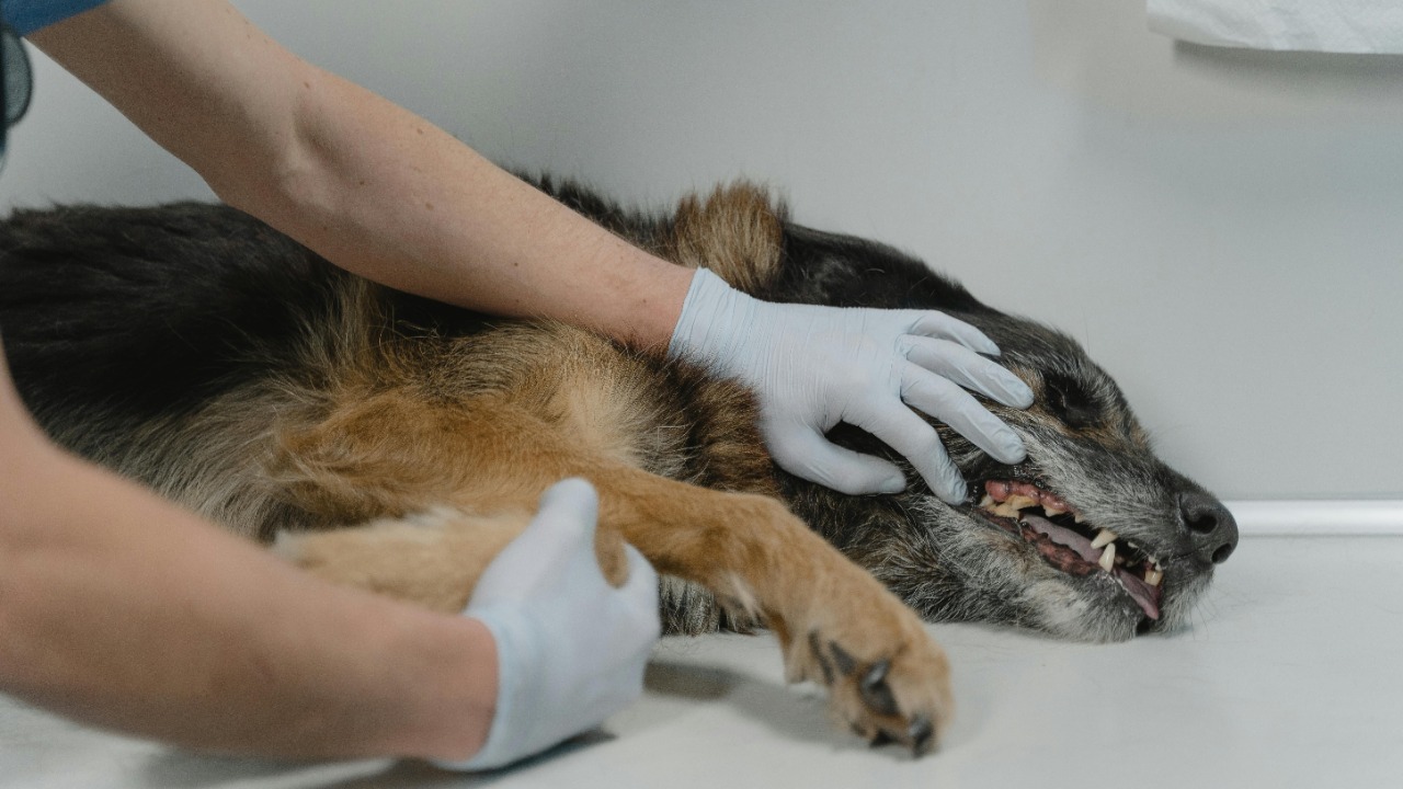 Deadly bacteria in California dogs triggers urgent statewide warning