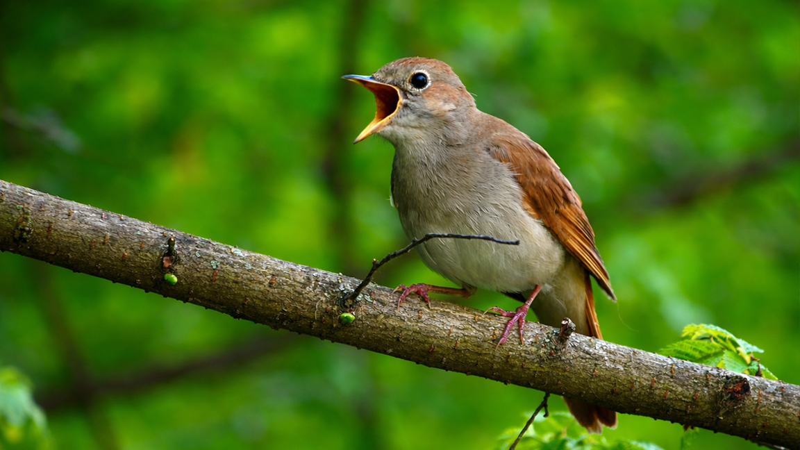 Rouxinol na floresta verde