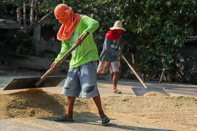 Marcos eyes 300 more palay processing centers nationwide this year