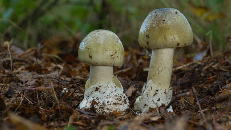 The deadly mushroom outbreak in California that's linked to 3 fatalities