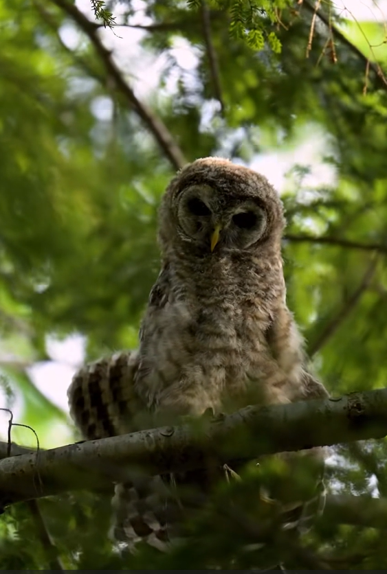 Sleepy baby barred owl wakes up for nighttime adventures