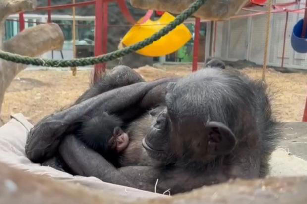 Colchester Zoo announces birth of new baby chimpanzee - the first for ...