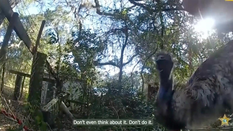 Florida deputy captures runaway emu and returns the large, flightless ...