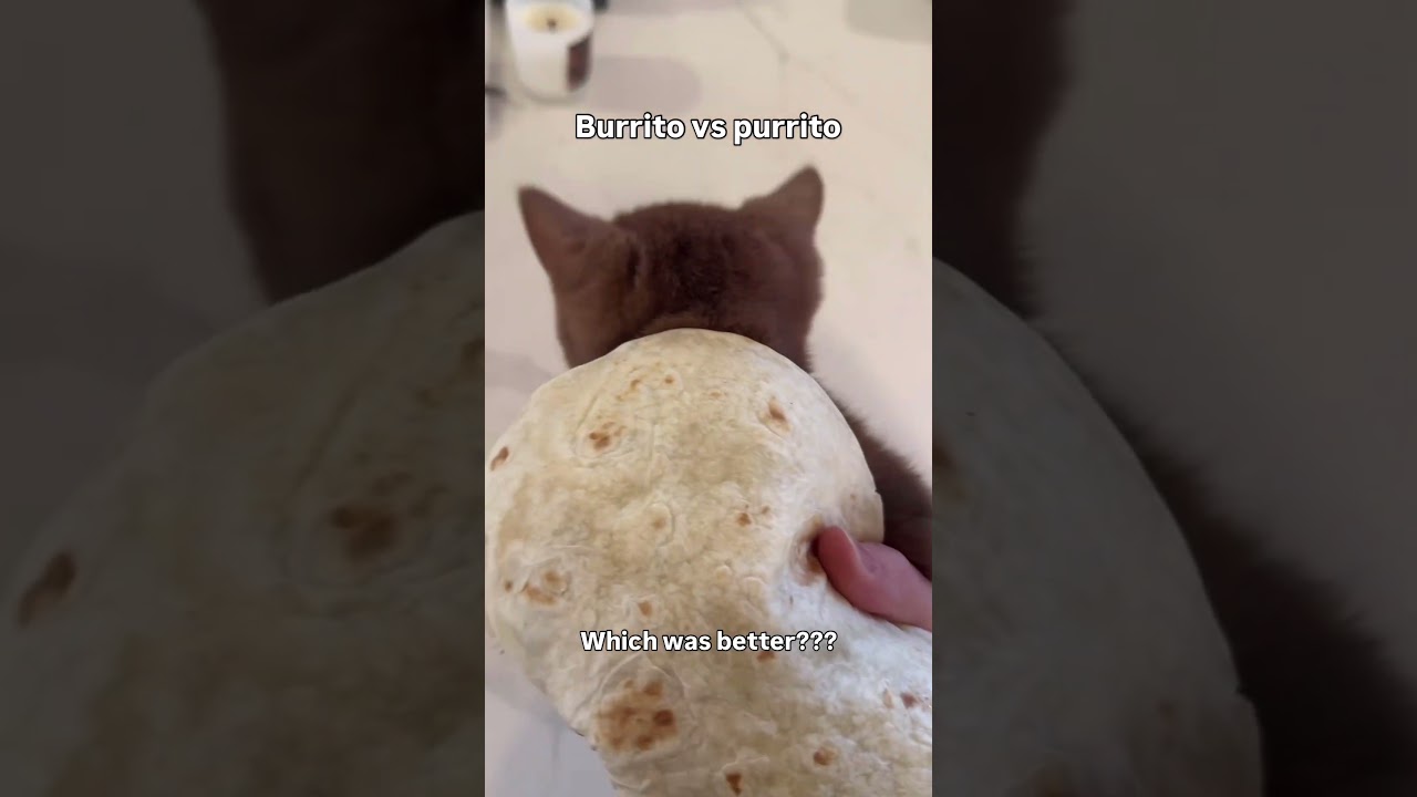 Cat in tortilla becomes the cutest "purrrito" ever seen
