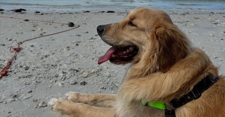 10 dog-friendly parks and campgrounds in Florida perfect for warm ...