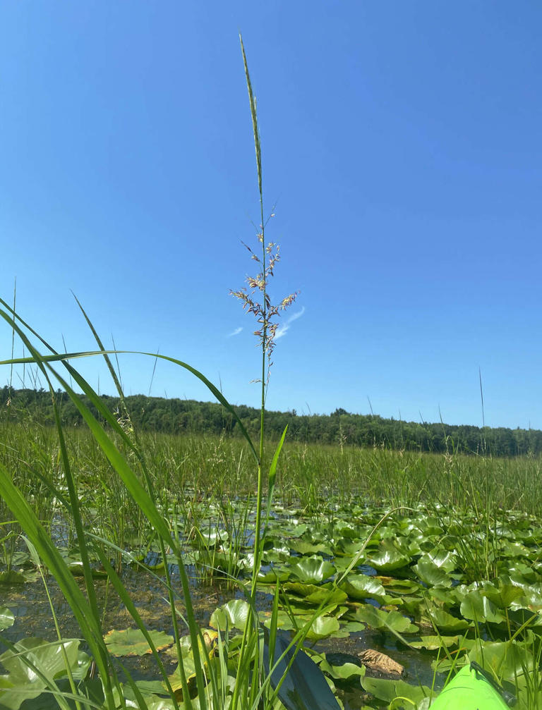 Tribe studies 2 species of wild rice in Manistee County