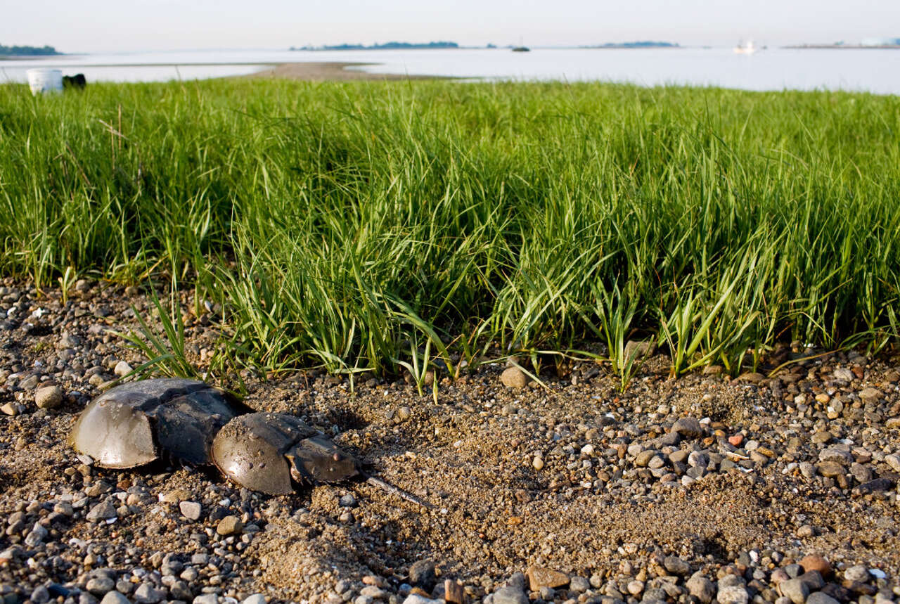 Horseshoe crabs to be protected across Long Island Sound as NY follows ...