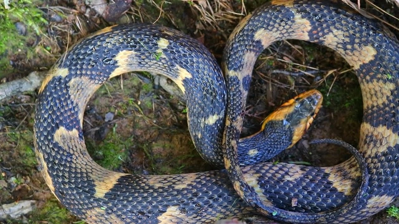 Venomous snake identified during creek exploration
