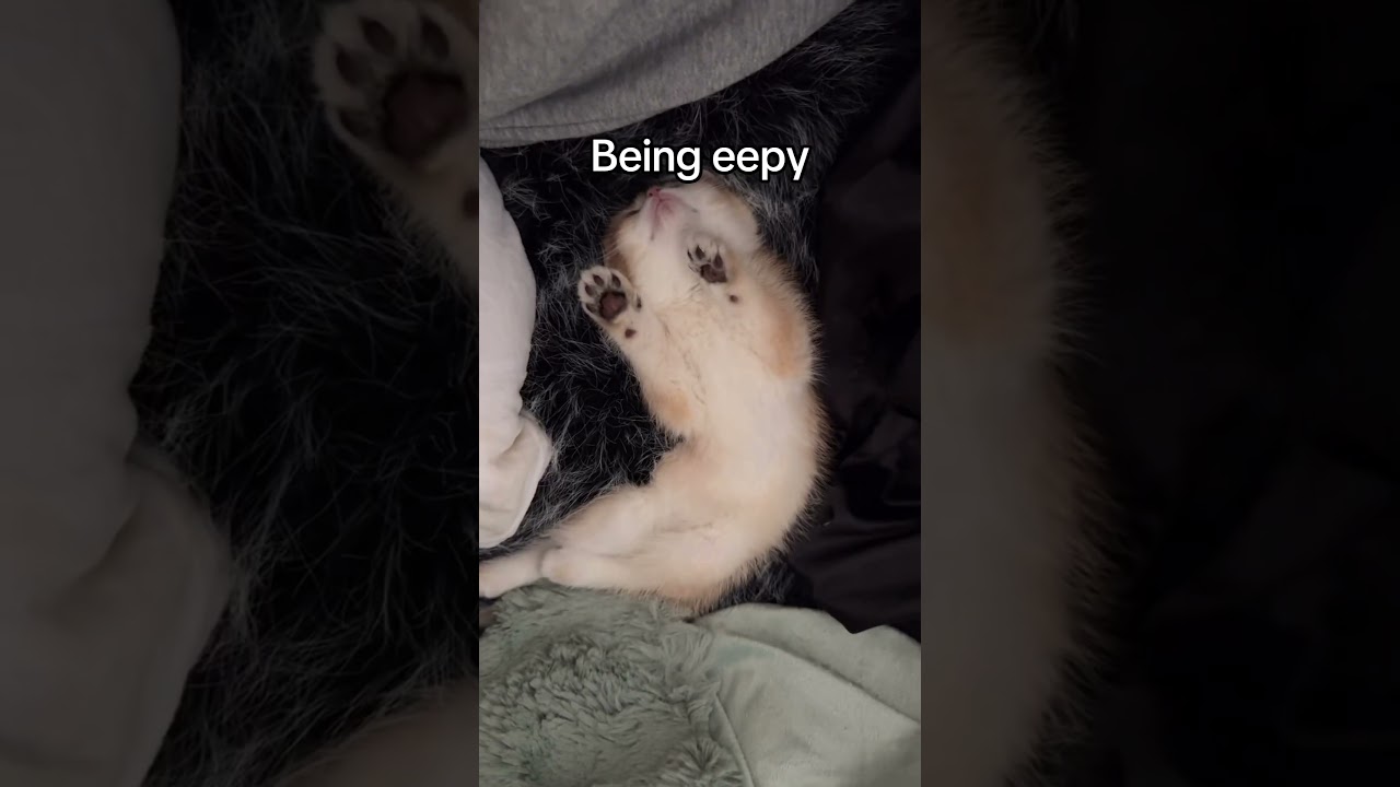 3 things my cat is actually good at