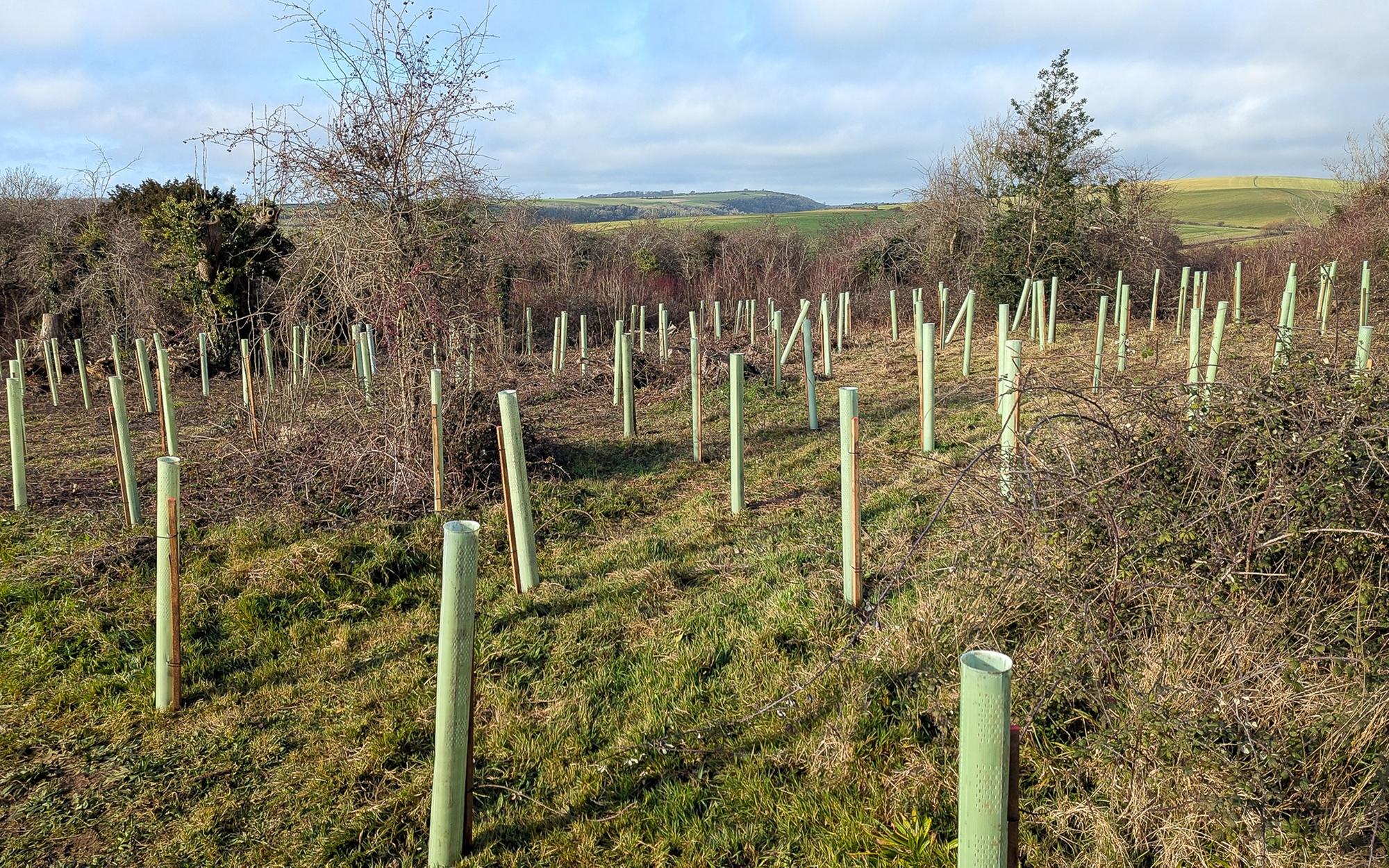 'Hugely positive moment': Mass tree-planting operation begins at ...