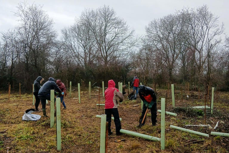 'Hugely positive moment': Mass tree-planting operation begins at ...
